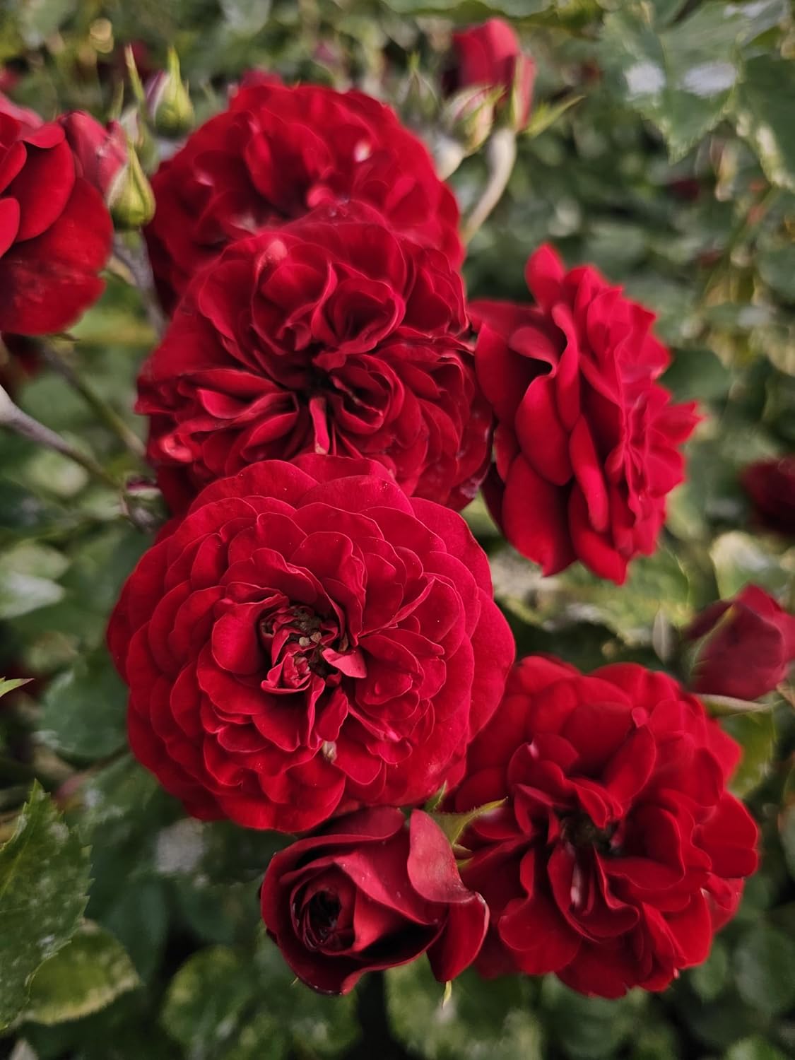 Amazon.com : Lavaglut Red Rose Bush, Rose Bushes Ready to Plant, 2 ...