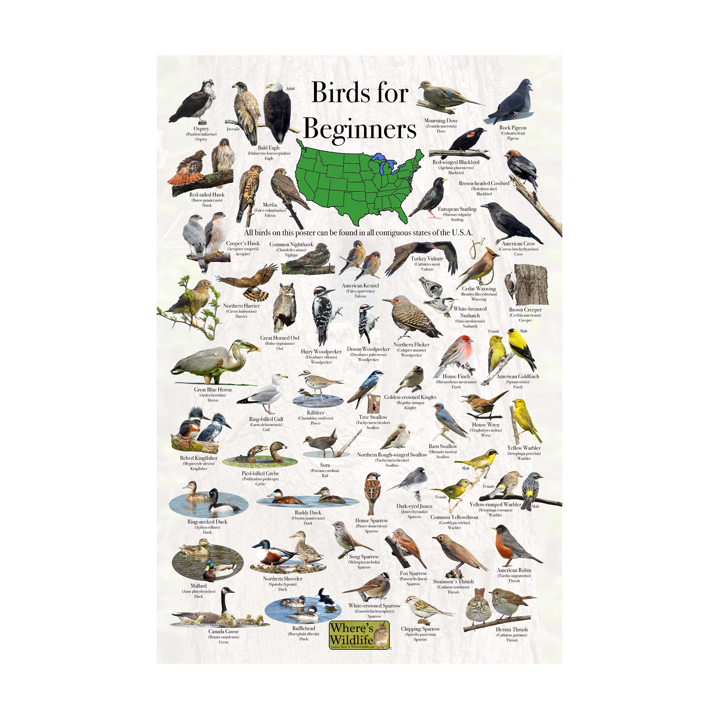 North American Birds Chart