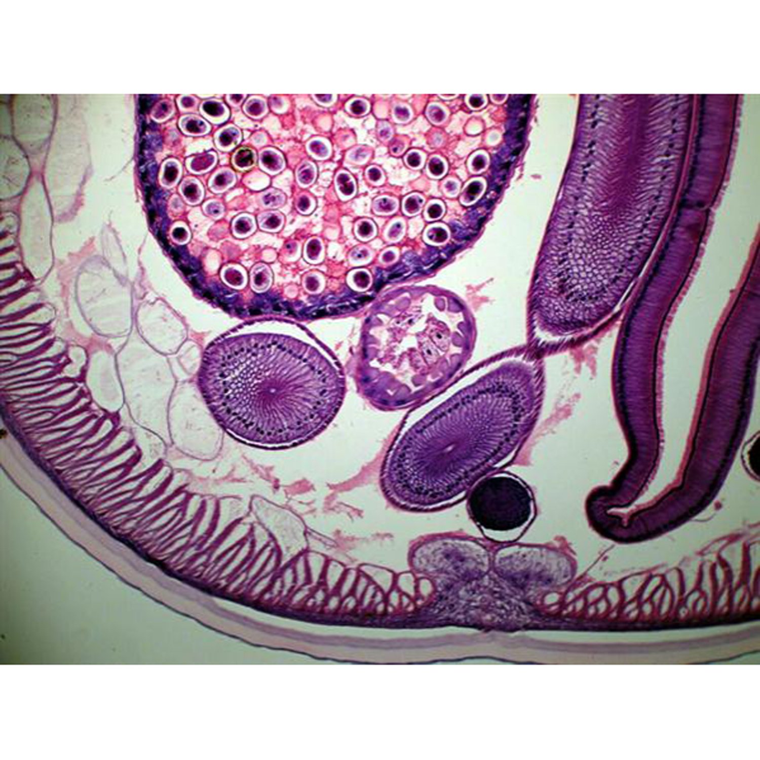 Snapklik.com : AmScope M150 Series Portable LED Monocular Student ...