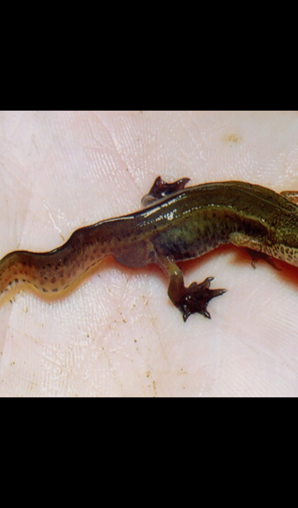 Newt Wallpaper -- HD Wallpapers of Newts! - App on Amazon Appstore