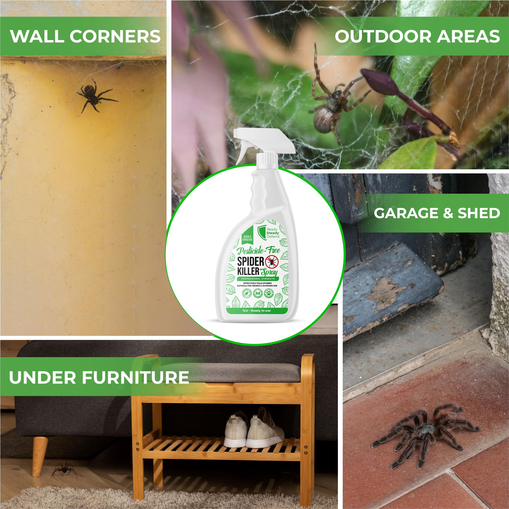 Spider Killing Insects