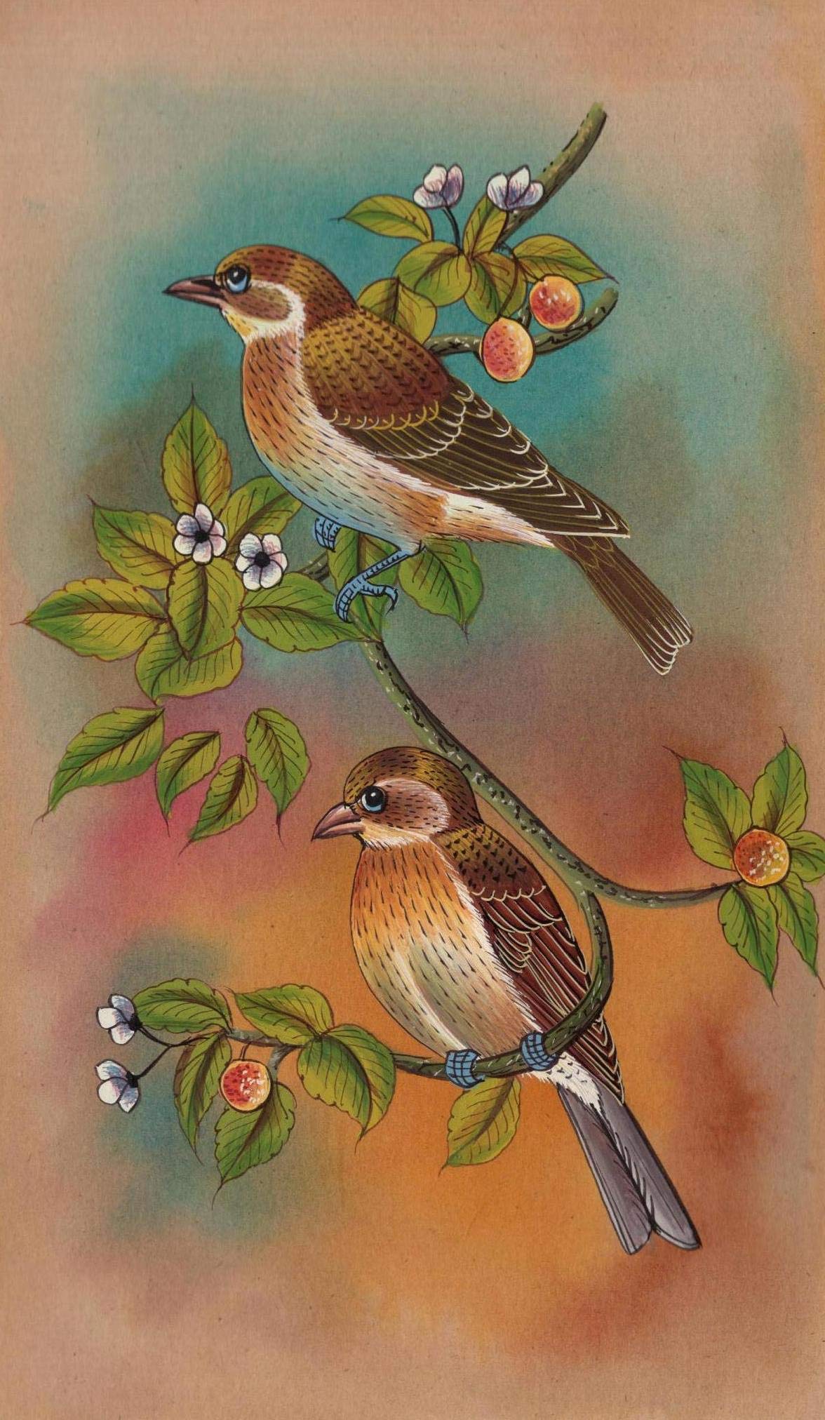 Indian Nightingale Bird