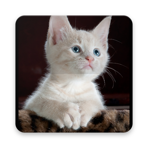 Nice Pictures Of Cats 30 Cute Cat Photos — Best Photos Of Cats