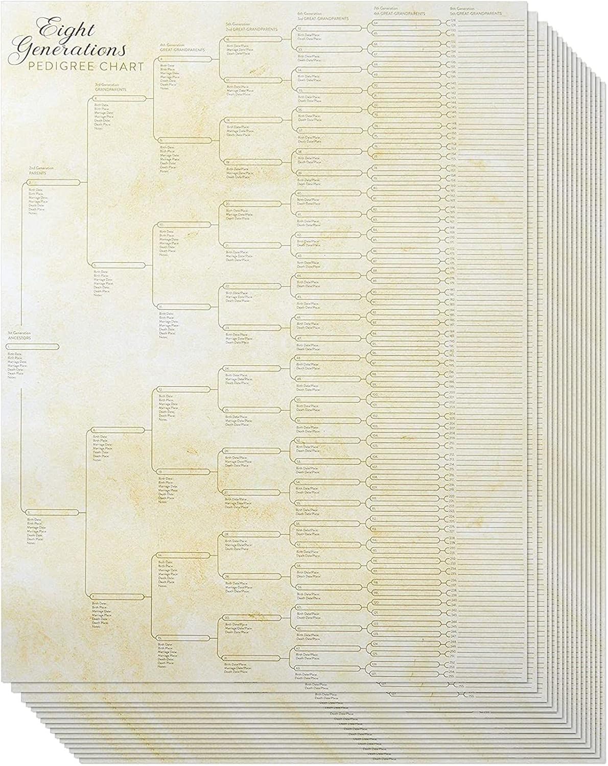 Amazon.com: Blank Family Genealogy Chart, Eight Generations Pedigree ...