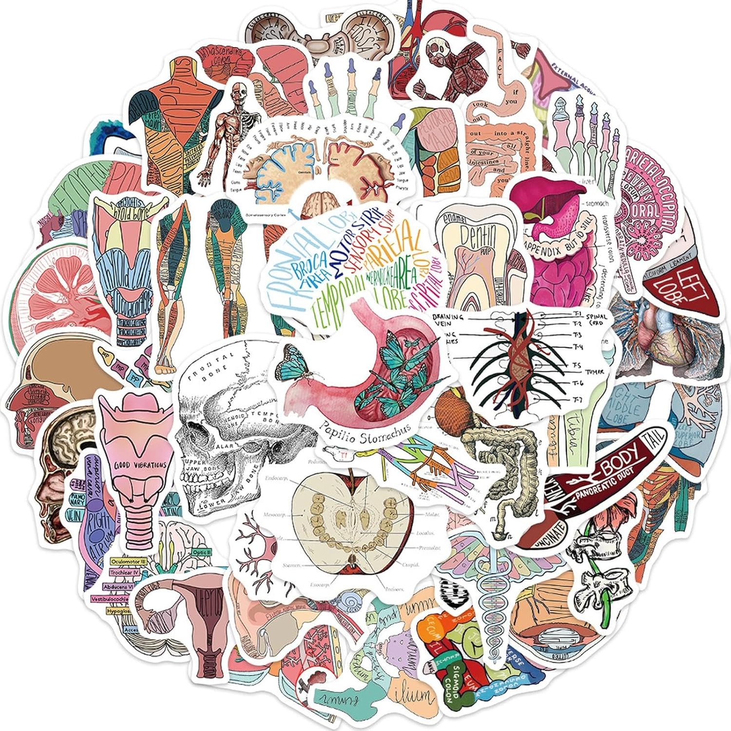Amazon.com: 50pcs Anatomy Stickers for Water Bottles, Human Body Organ ...