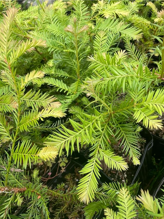 Amazon.com : 5 Coast Redwood Tree Seedlings- Native, Fast Growing ...