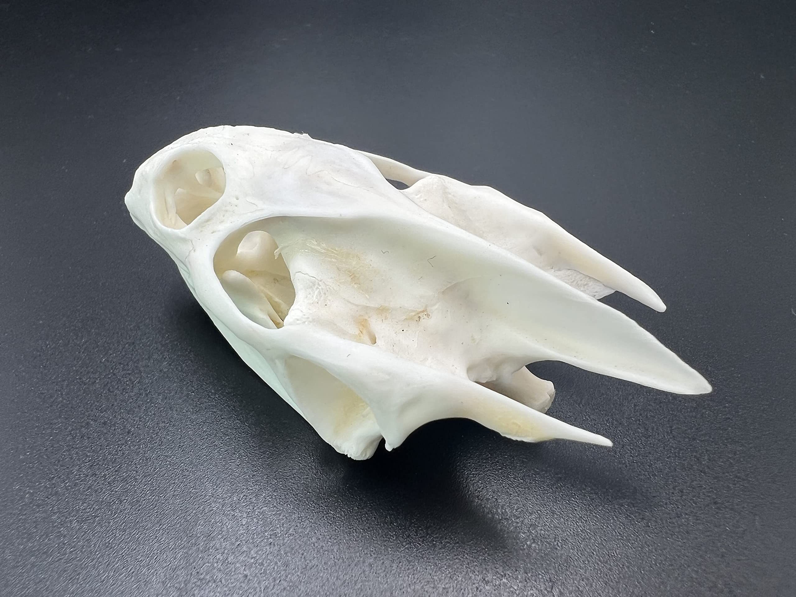 Real Animal Bones