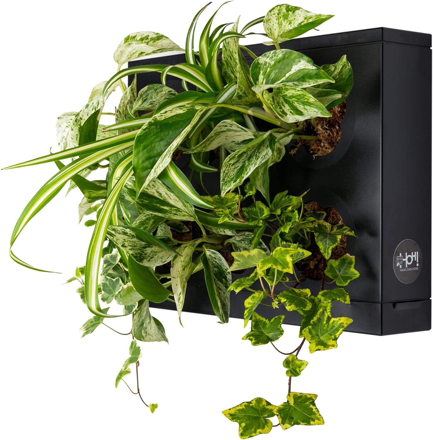 Ortisgreen HOH! DIY-Pflanzenbox aus ABS-Kunststoff für 6 Pflanzen in ...