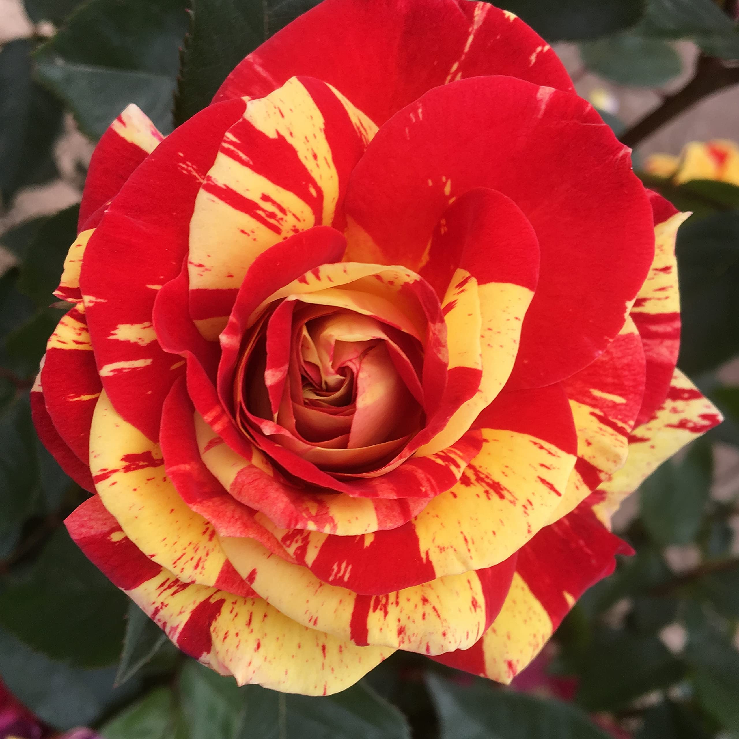 Red And Yellow Rose Bushes Top 10 Roses For Australia Hello Hello
