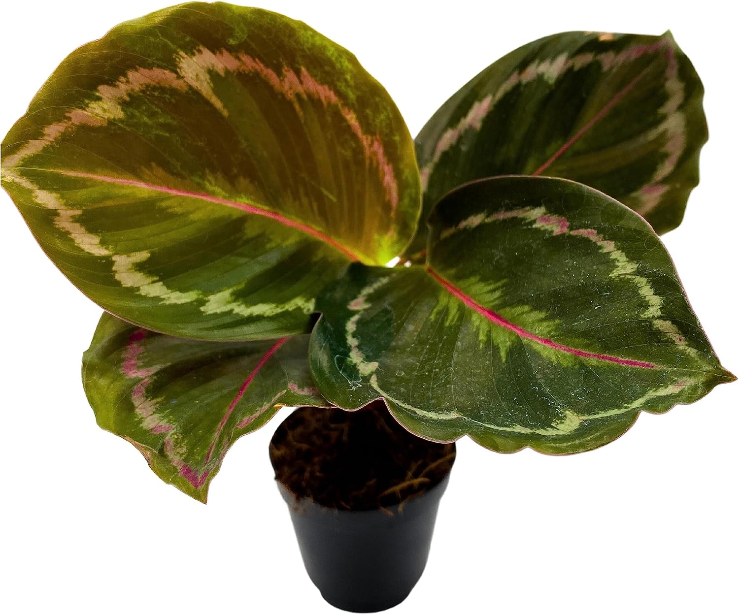Amazon.com : BubbleBlooms Calathea Medallion Roseopicta, Rabbit Ear ...