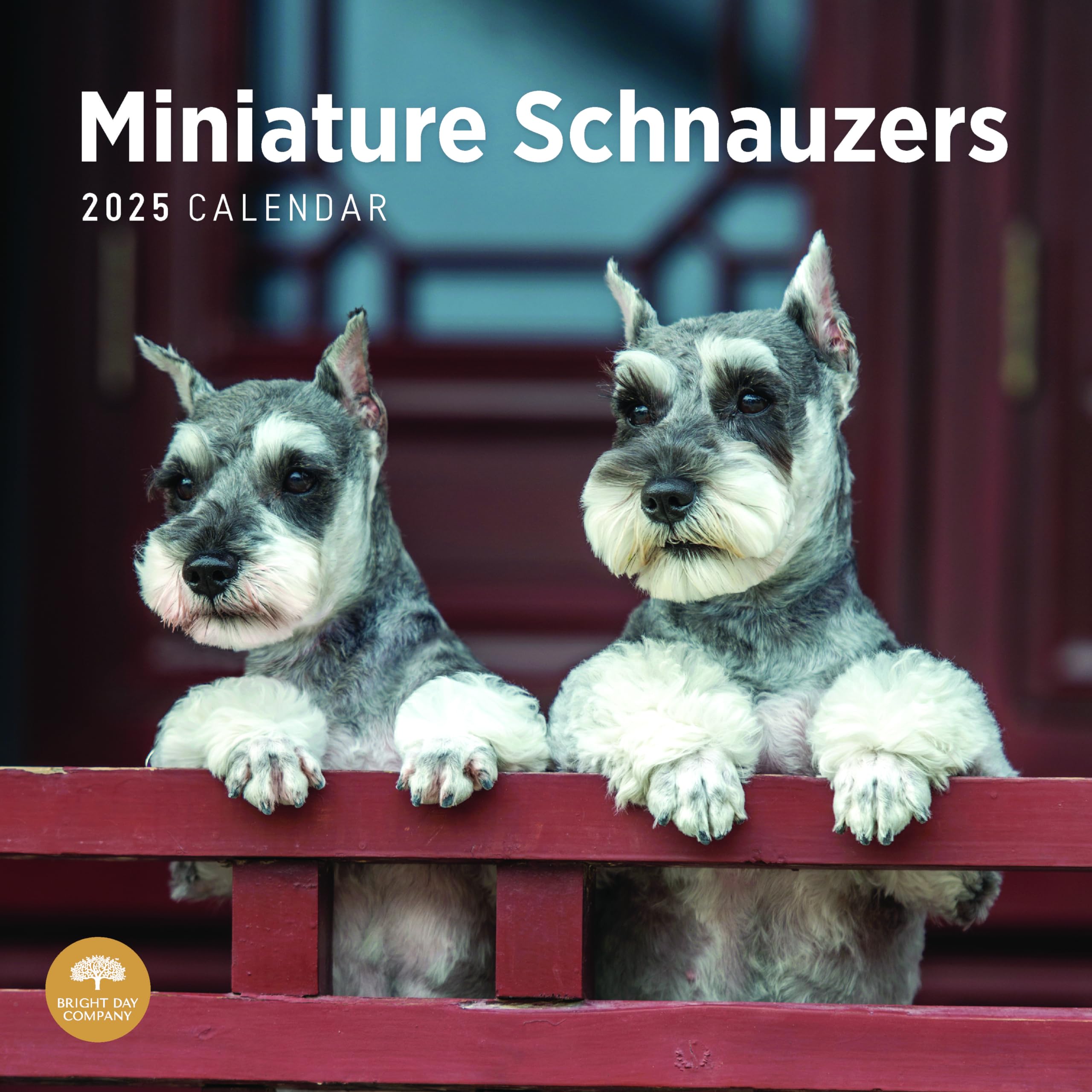 2025 Miniature Schnauzers Monthly Wall Calendar by Bright Day, 12 x 12 ...