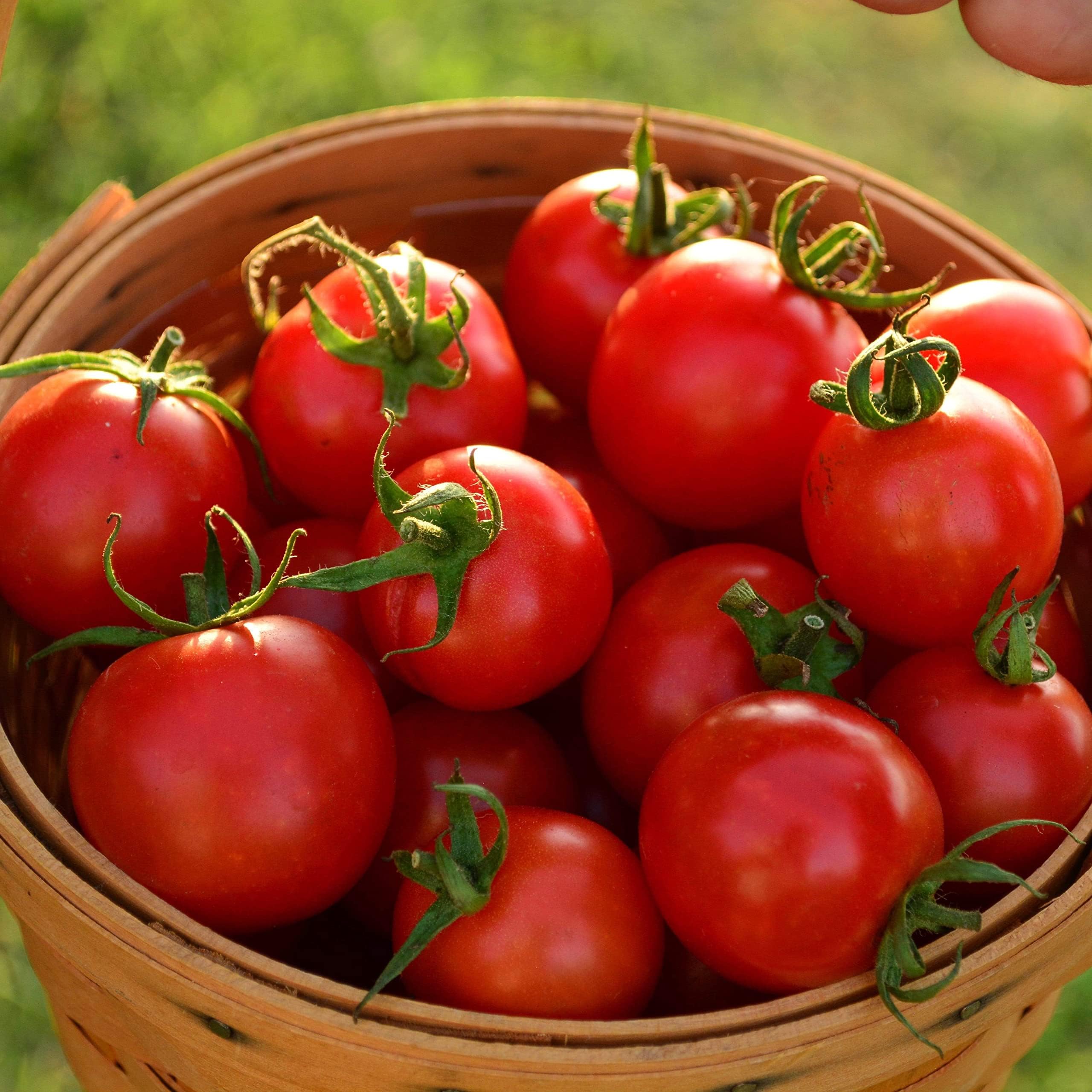 Amazon.com : Texas Tiny Cherry Tomato - 50 Seeds - Rare Heirloom & Open-Pollinated Variety, Non ...