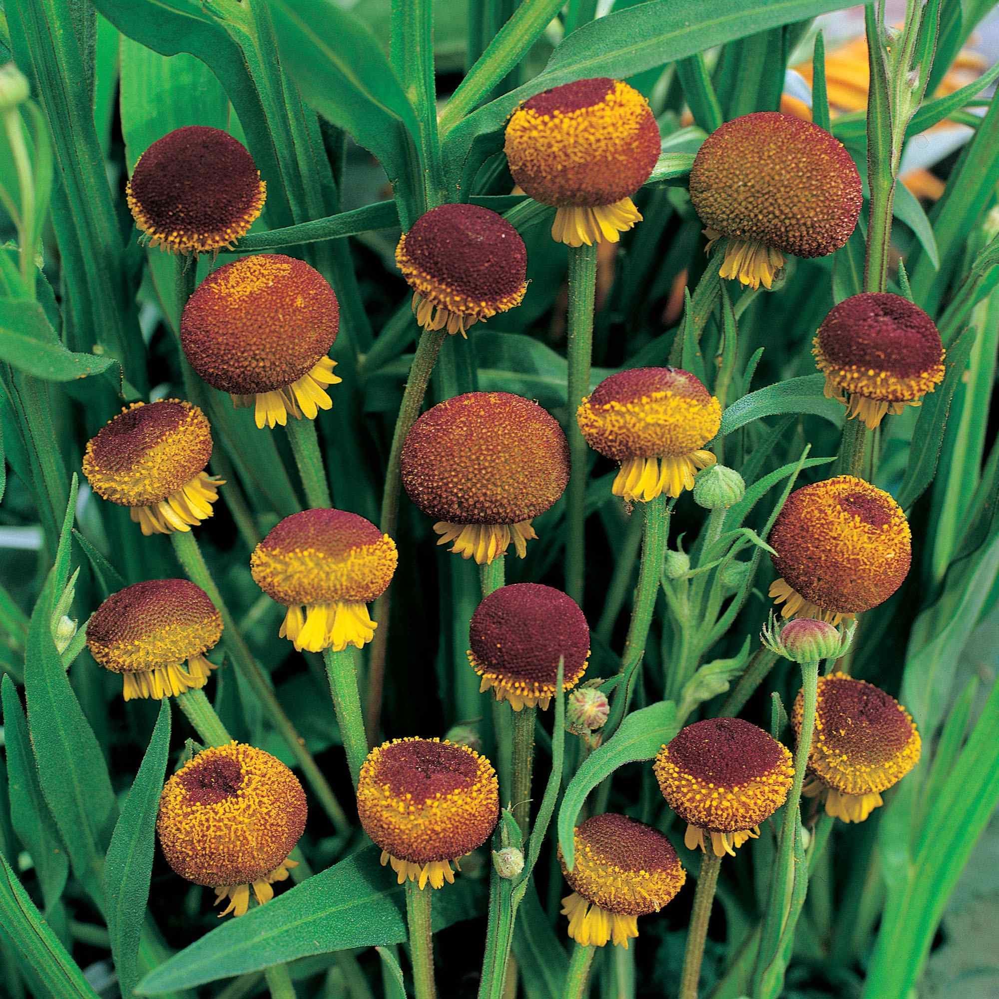 Amazon.com : Outsidepride 500 Seeds Perennial Helenium Autumn Lollipop ...