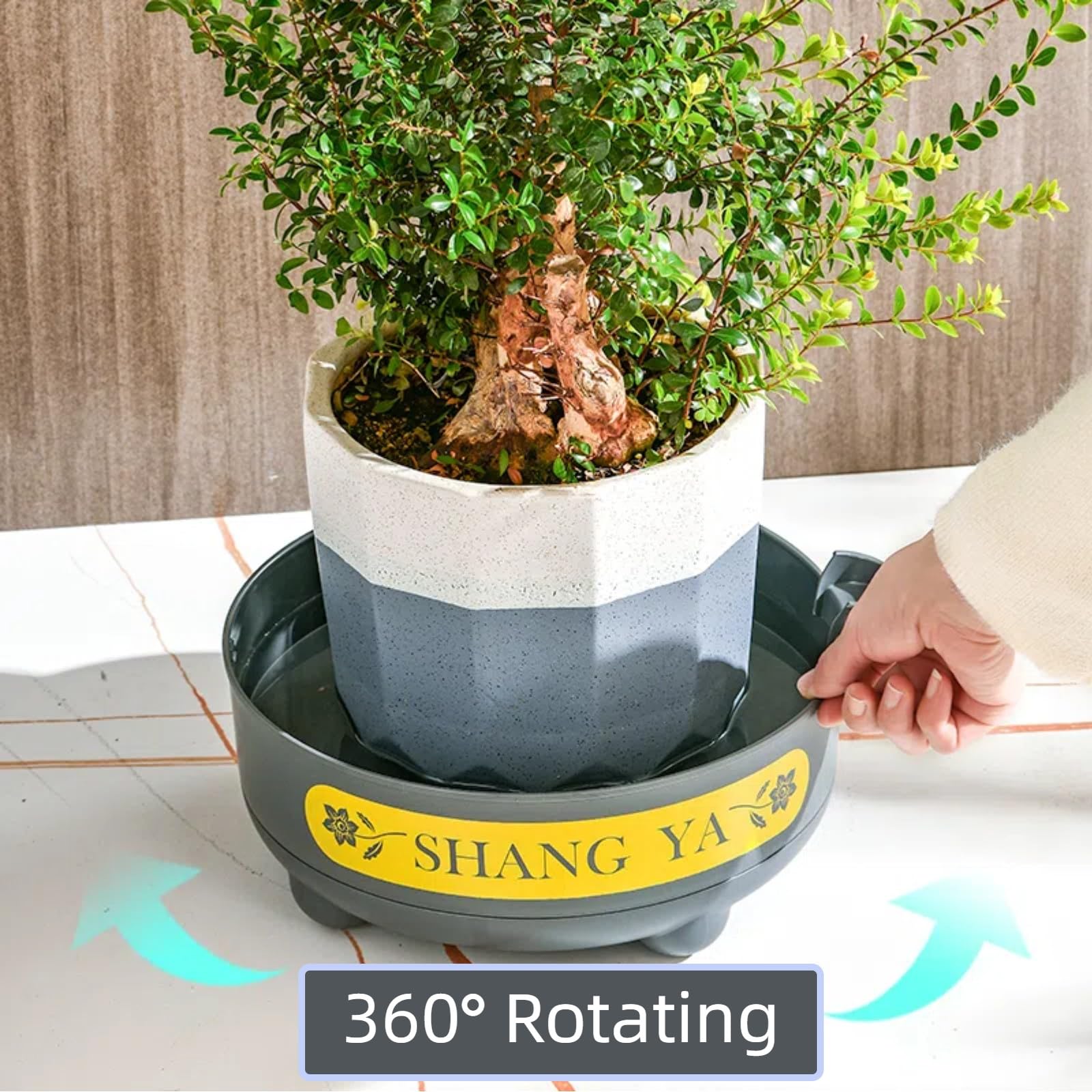Waterless Houseplant 25 Of The Best Low Light Houseplants To Liven Up