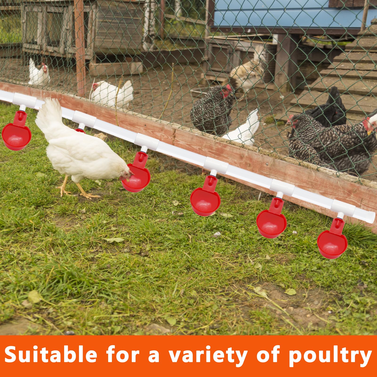 8 Cup Chicken Waterer With PVC Pipe Complete Automatic Chicken Waterer ...
