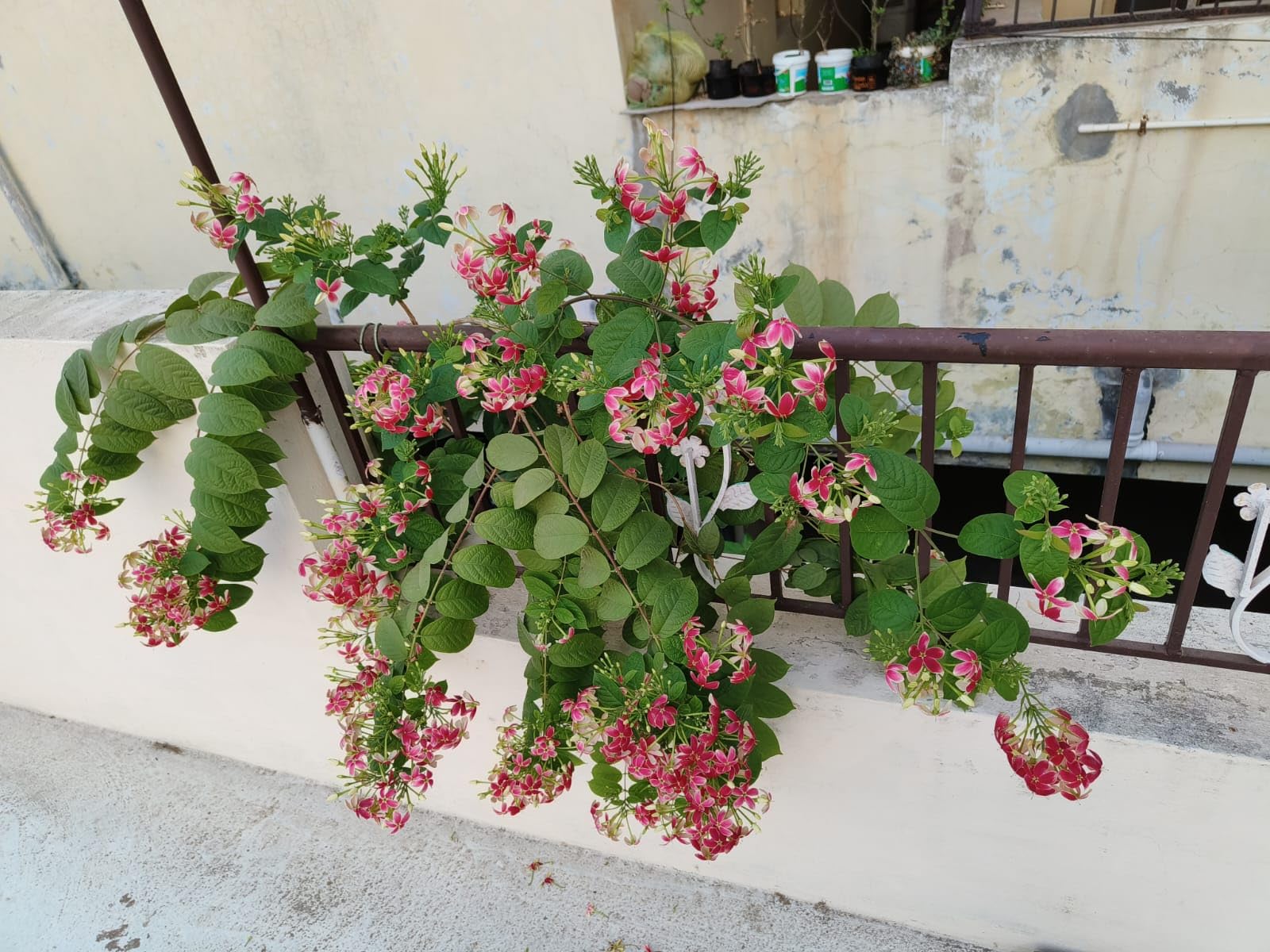 MaliaGarden Live Madhumalati - (Rangoon Creeper Flower) - 1 Plant ...