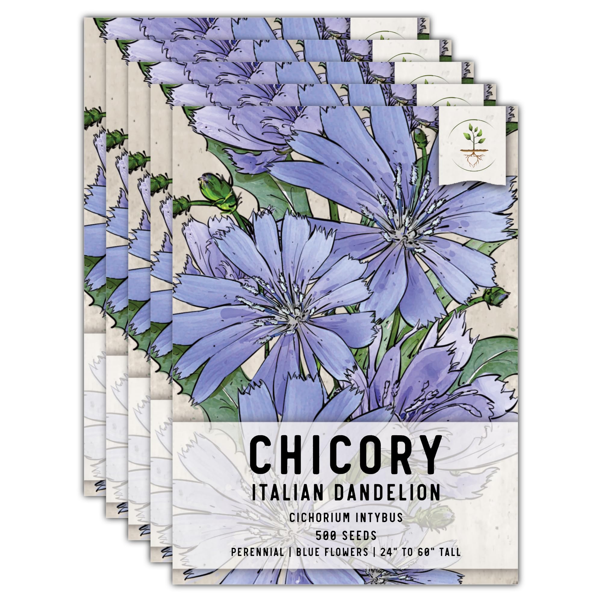 Amazon.com : Seed Needs, Chicory Seeds - 500 Heirloom Seeds for ...