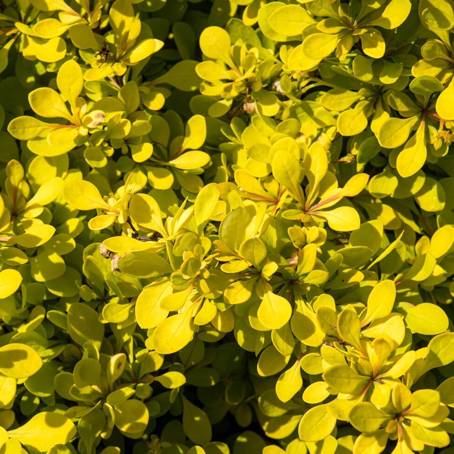 Berberis Golden Carpet Japanese Barberry Garden Shrub - Spring ...