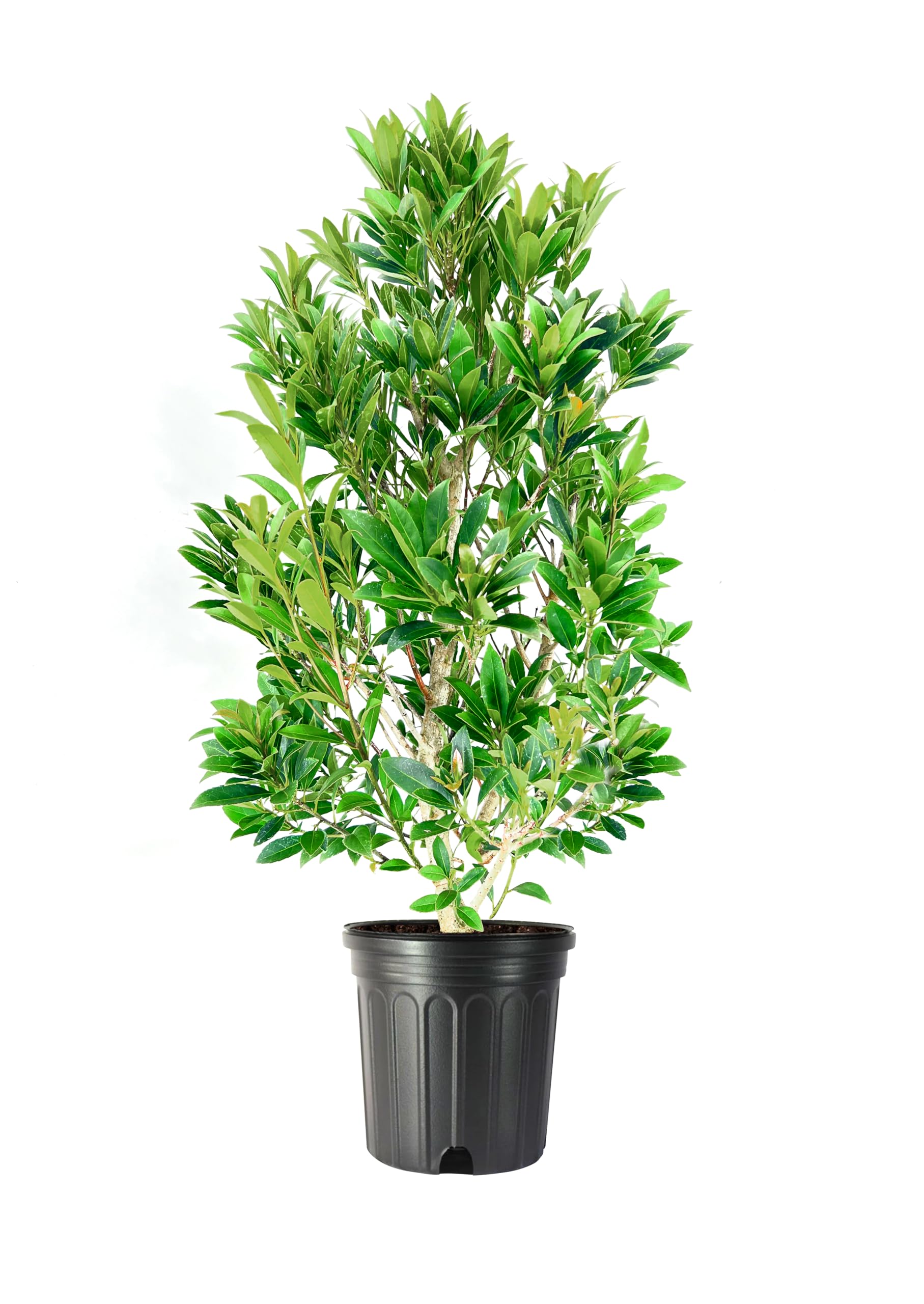 Japanese Blueberry Tree Fruit Morning Sun Japanese Blueberry Tree