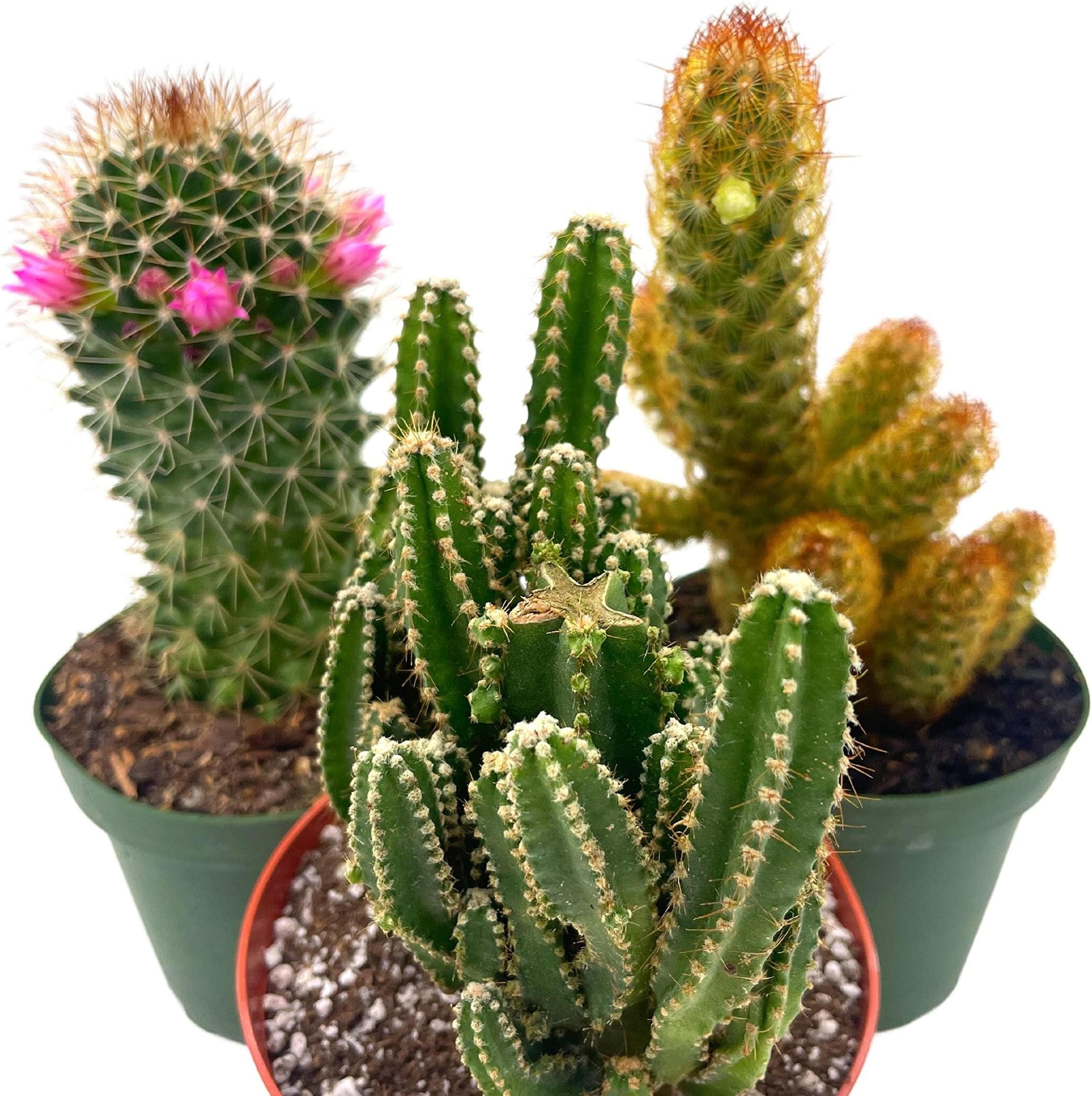 Amazon.com: Shop Succulents | Can't Touch This Collection | Assortment ...