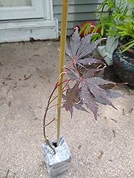 Amazon.com : Purple Ghost Japanese Maple Acer palmatum Purple Ghost 2 ...