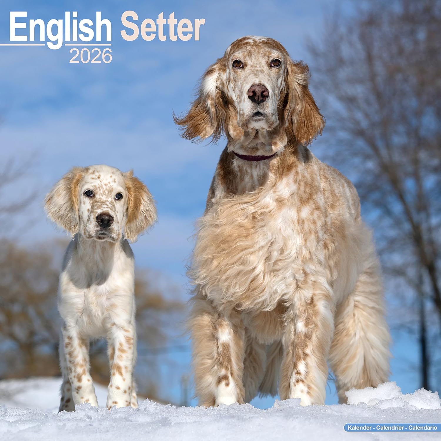 English Setter 2026 Calendar | Square Wall Calendar | Dog Breed Gift ...