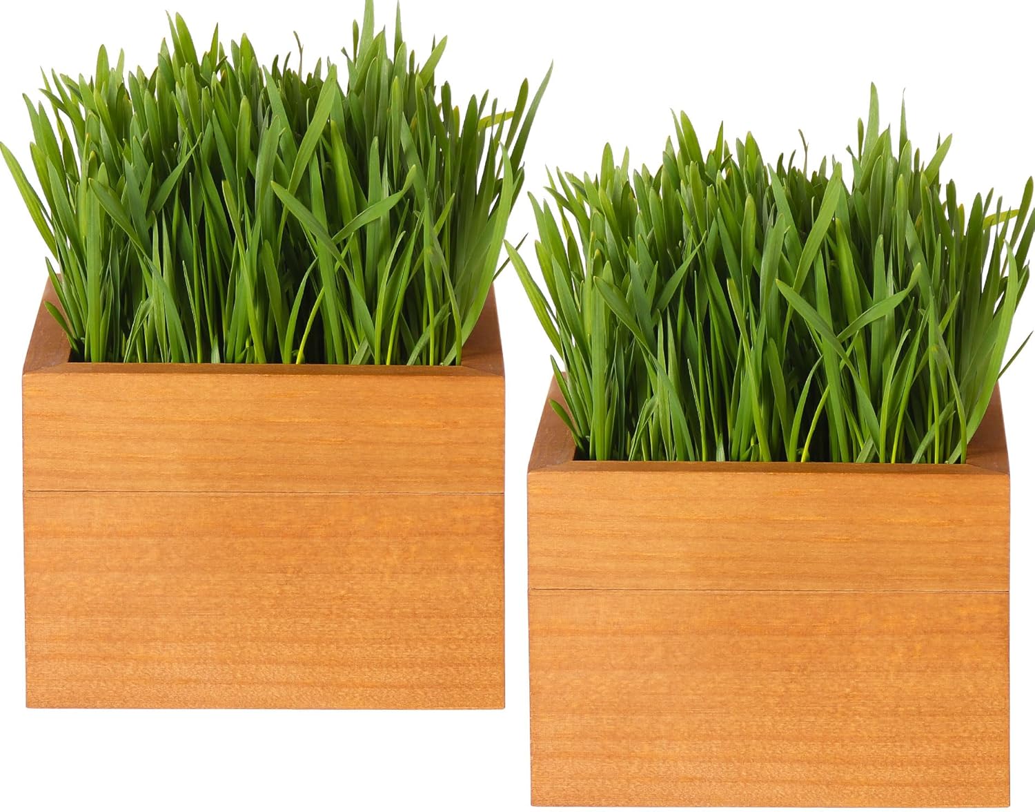Amazon.com : BENPIN 2Pcs Wooden Cat Grass Planter (no Seeds Included ...
