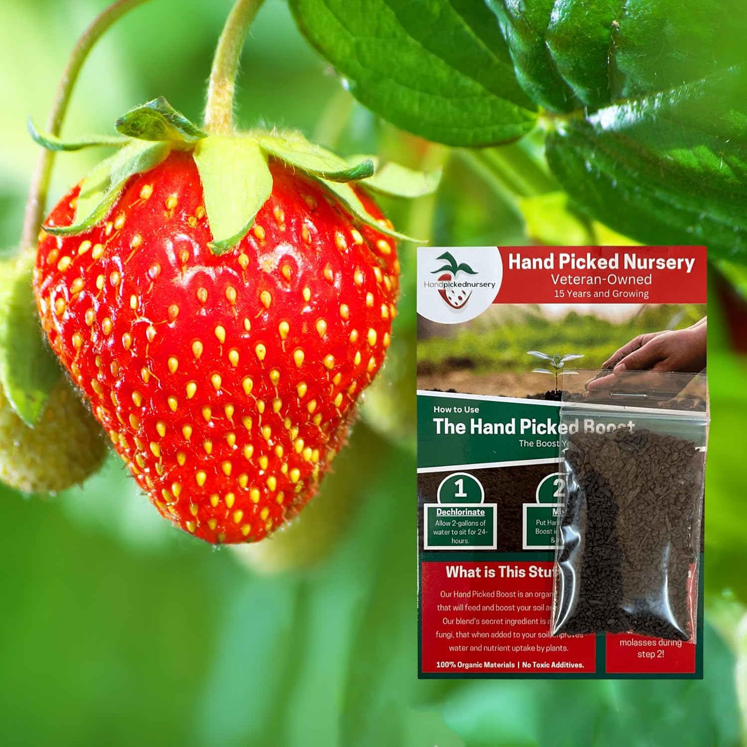Amazon.com : Sparkle Junebearing Strawberry Plants Plus Free Plant ...
