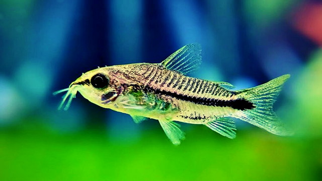 Watch Pretty Pygmy Cory swimming around on Amazon Live