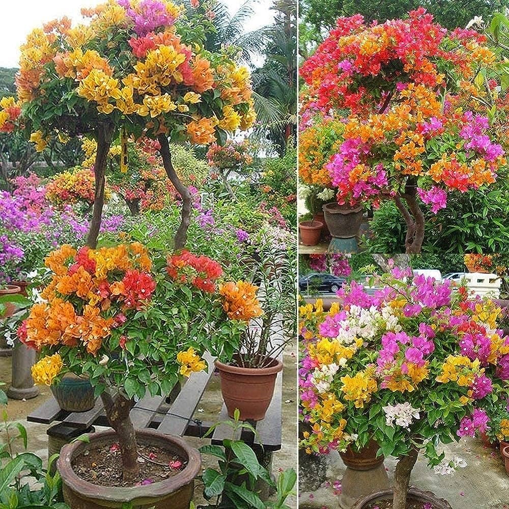 Greentower Live Multicolor Bougainvillea Grafted 5 to 6 Colour Healthy ...