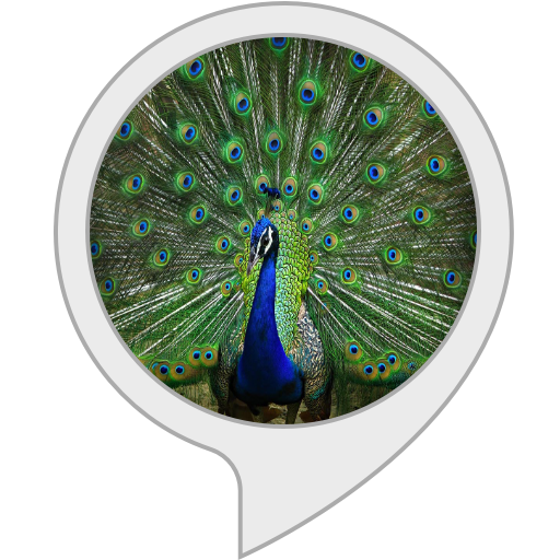 Amazon.in: Indian Peacock Sounds - 6 hour relaxation : Alexa Skills