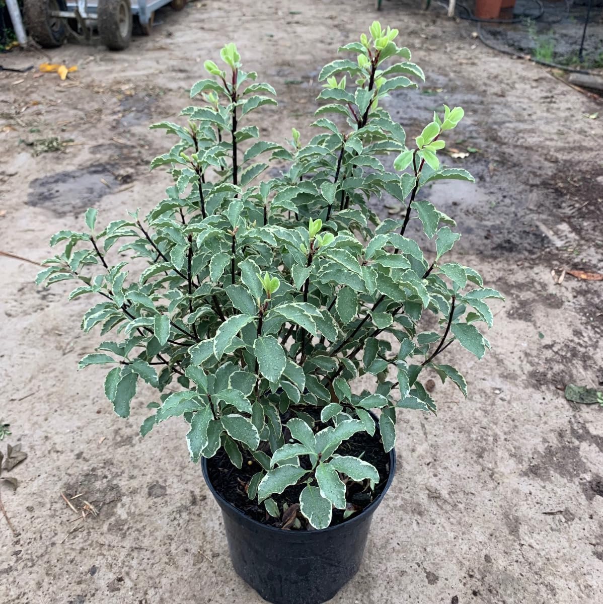 Pittosporum Silver Queen Plant, Evergreen Shrub. 15 Litre : Amazon.co ...