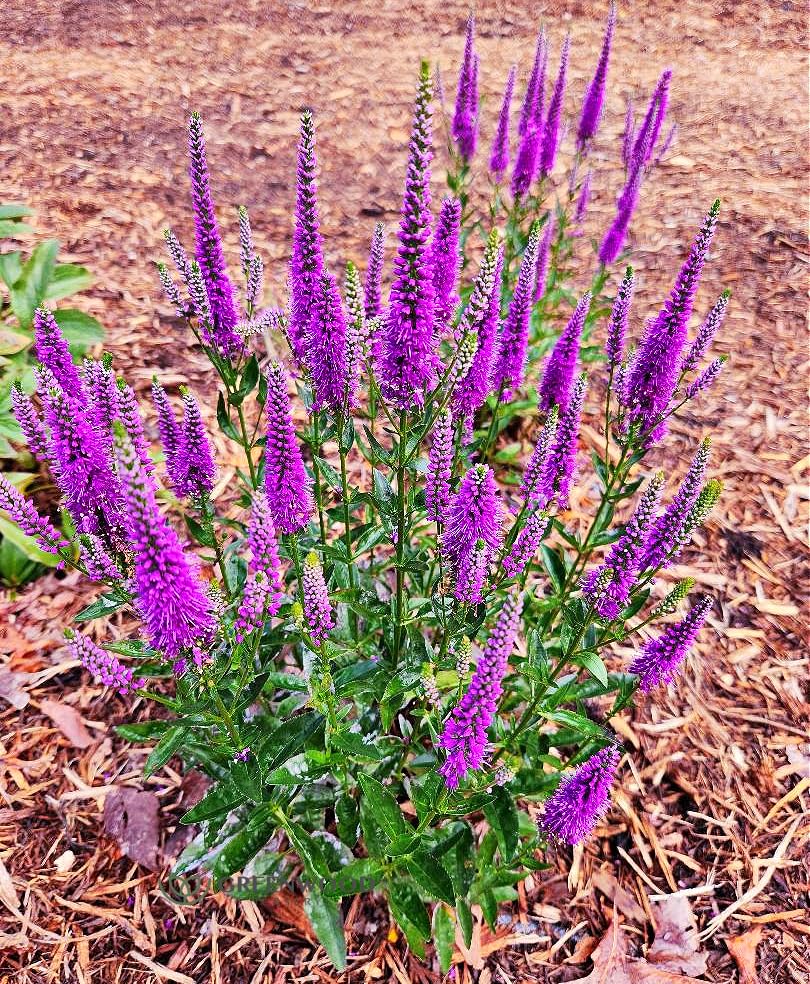 5 Best Red Fox Veronica Speedwell | Stop Chasing Weak Perennials