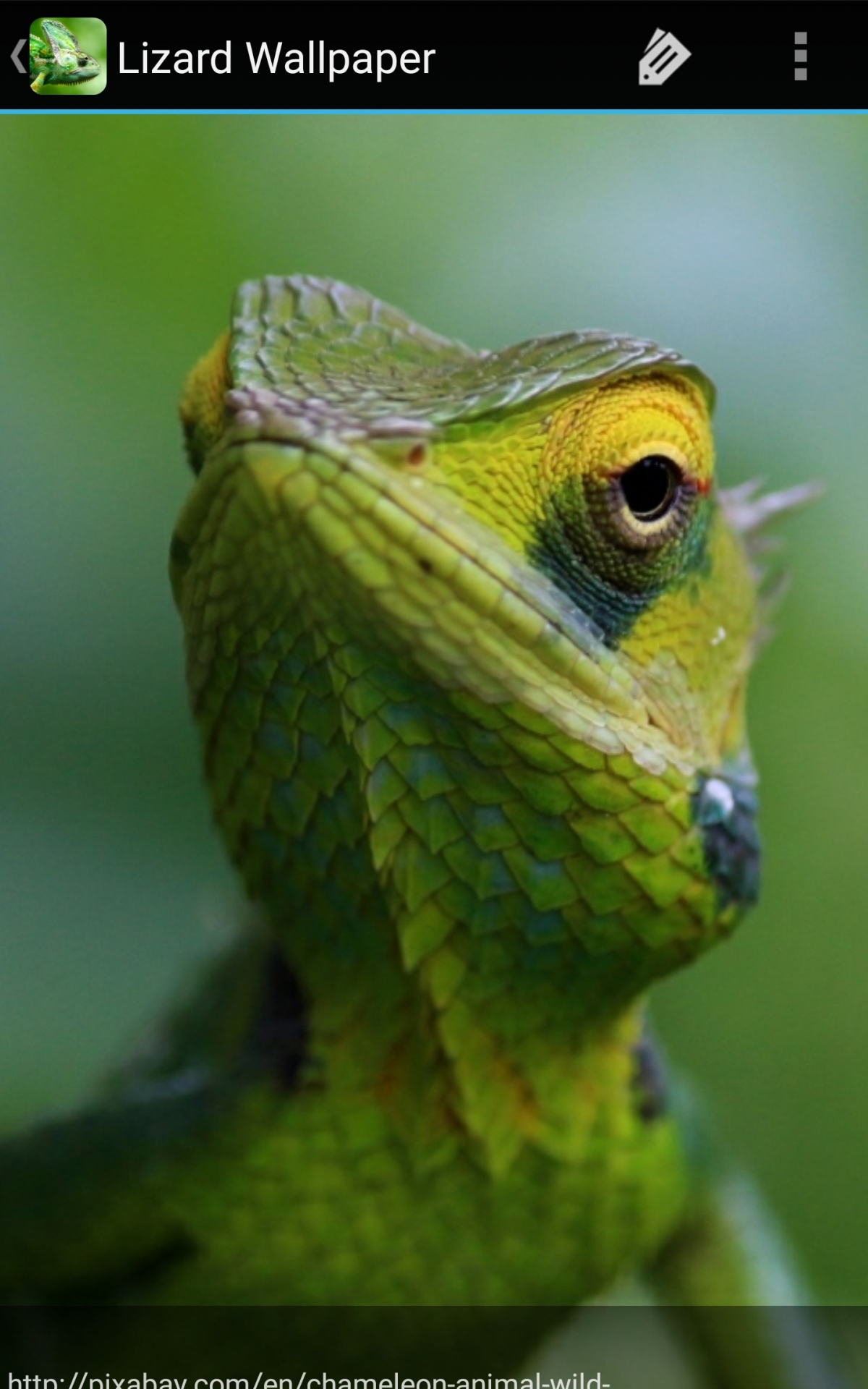 Lizard Wallpaper:Amazon.com:Appstore for Android