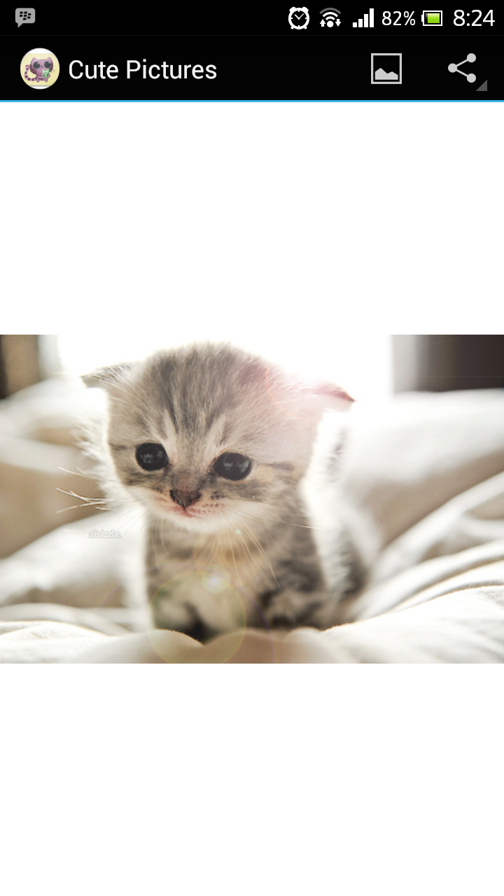 Meowie - Cute Cat Wallpapers - App on the Amazon Appstore