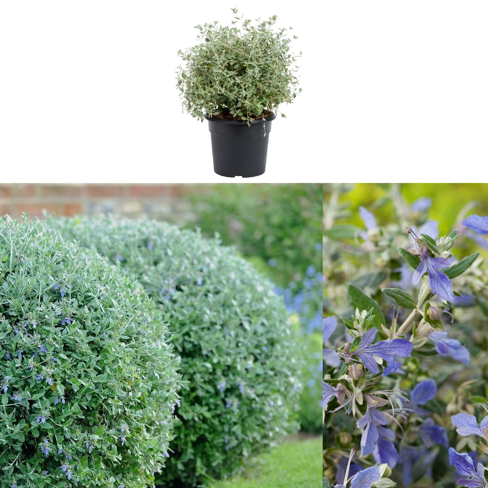 Teucrium Fruticans Tree Germander Plant In 9cm Pot Bee Friendly ...
