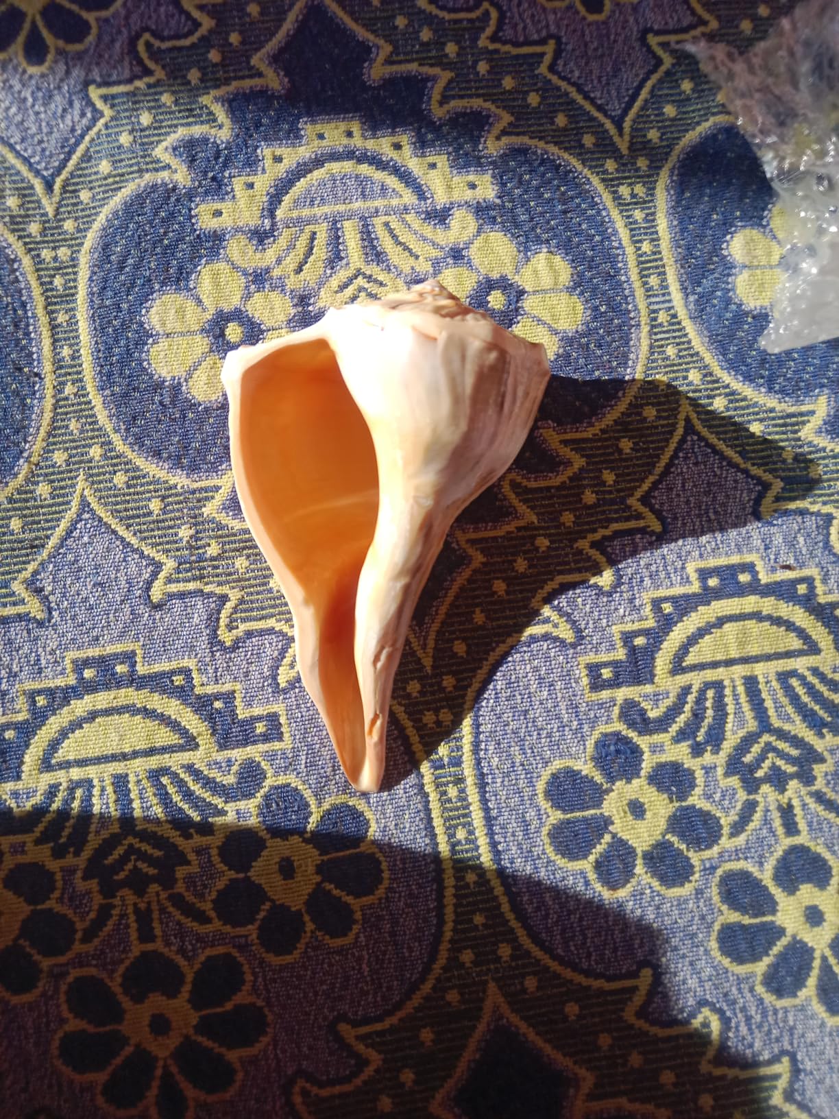 Buy triptorameswaram.com Shell Valampuri Dakshinavarti Shankh (Mixed ...