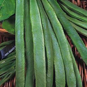 Bolly Bulbs® - 25 x Runner Bean Seeds Stringless (Polestar) : Amazon.co ...