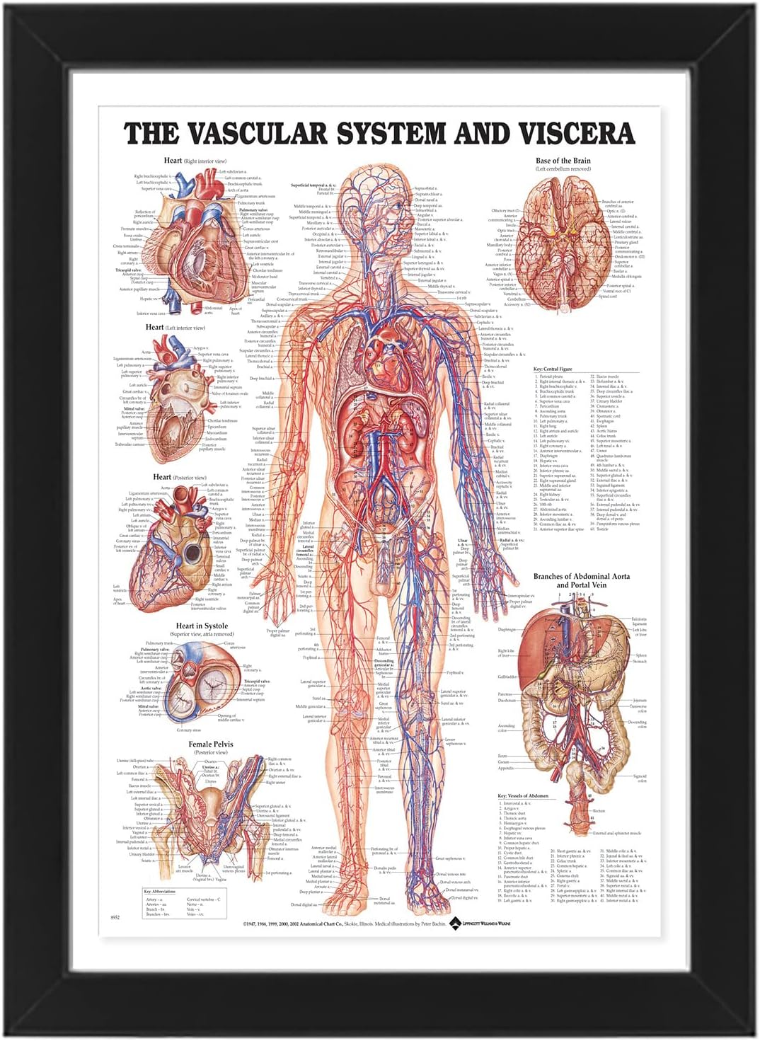 The Vascular System And Viscera Human Body Anatomical System ...