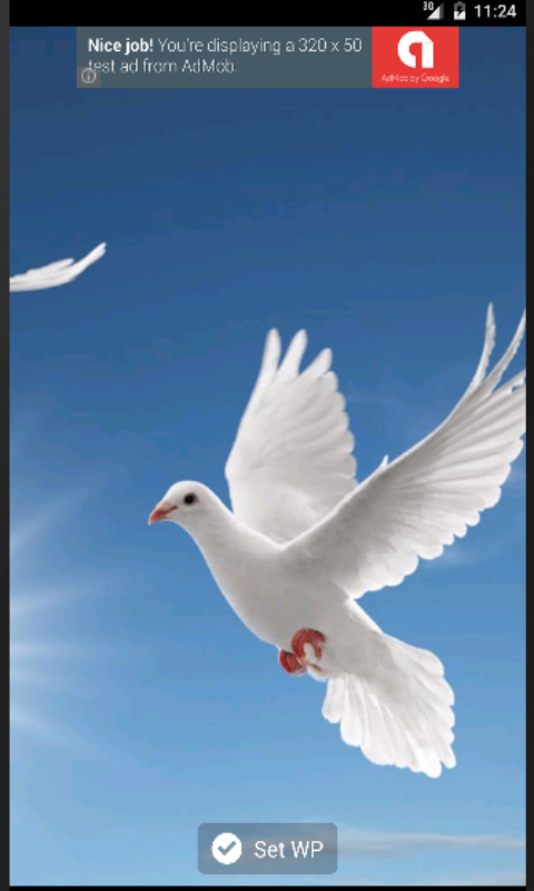 Cute Dove Wallpapers - App on Amazon Appstore