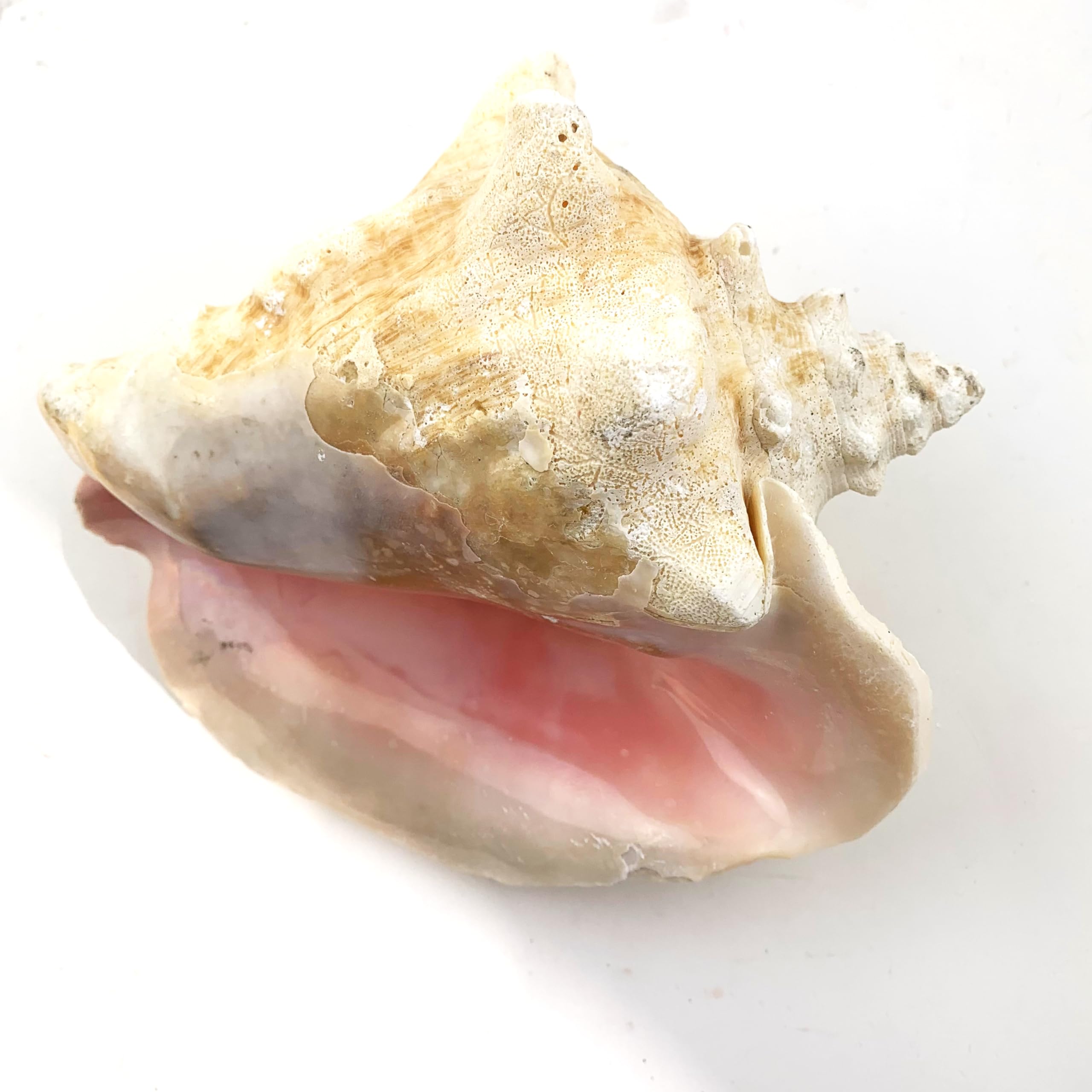 Queen Conch Shell Queen Conch Hatchery Curaçao: Saving An Endangered