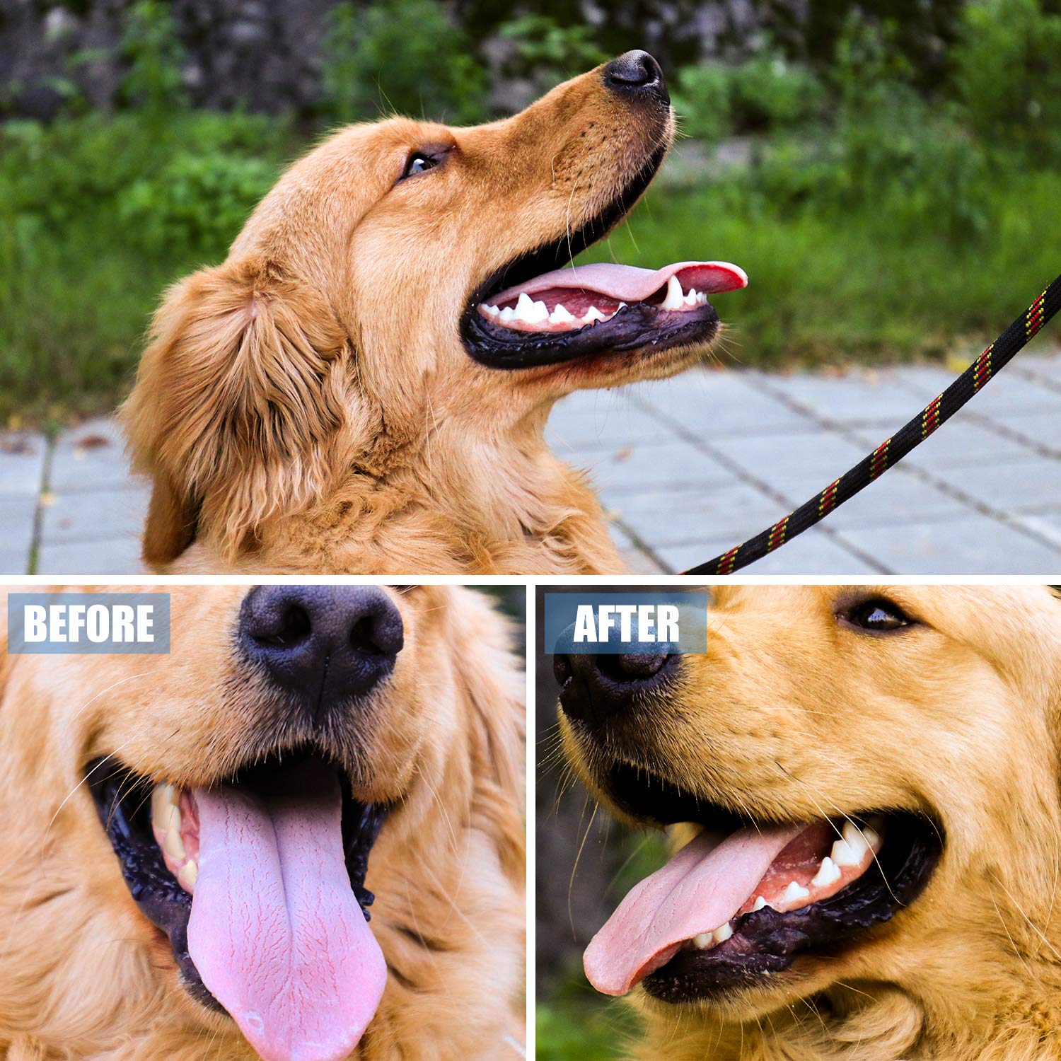 Why Does My Puppy Have Double Teeth