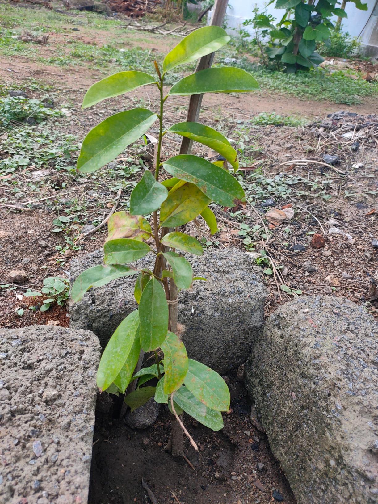 Plants Ship Cancer Fruit, Lakshman Phal Grafted Plant (Standard Size ...