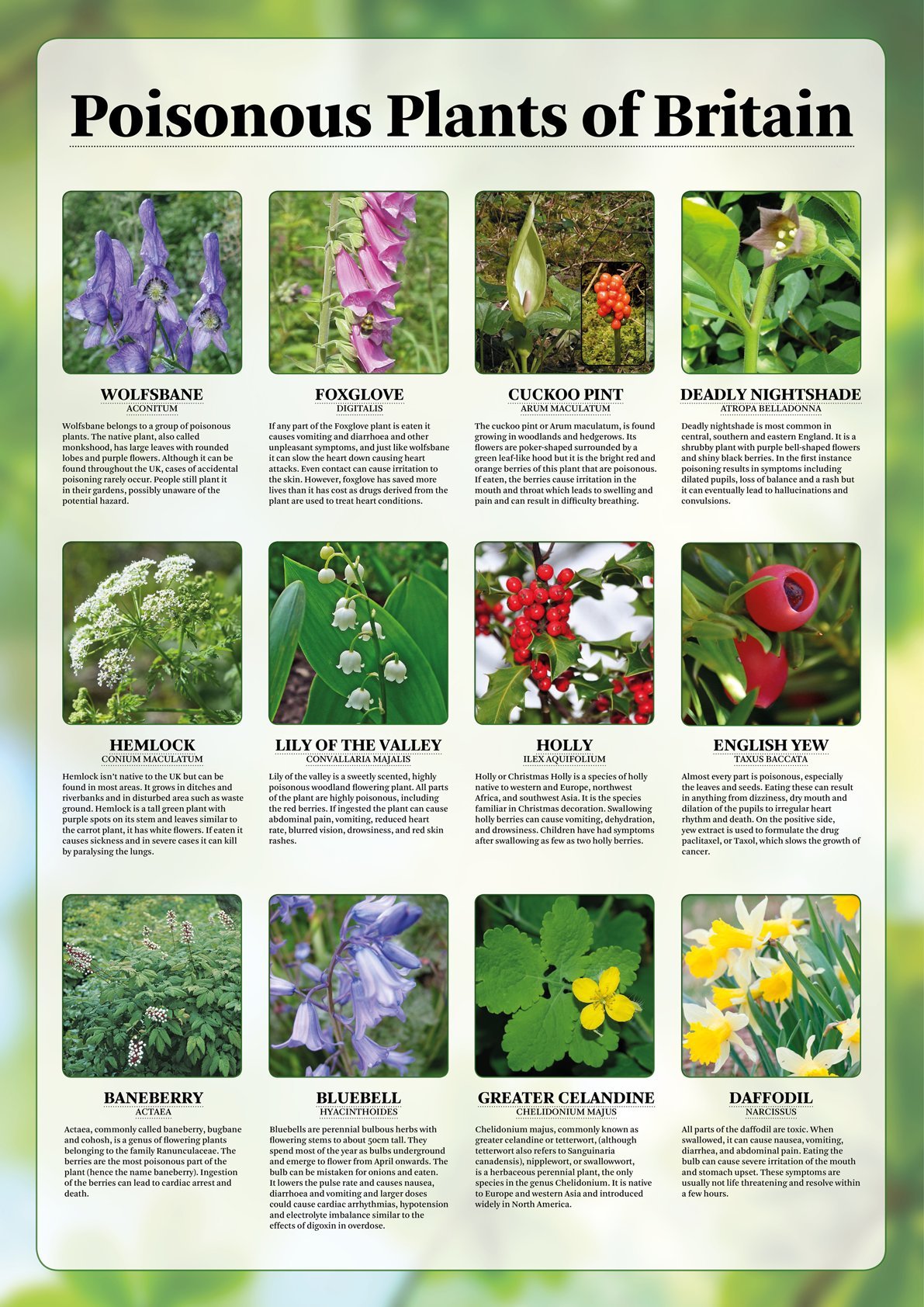 Plants That Are Poisonous Plants Poison Control