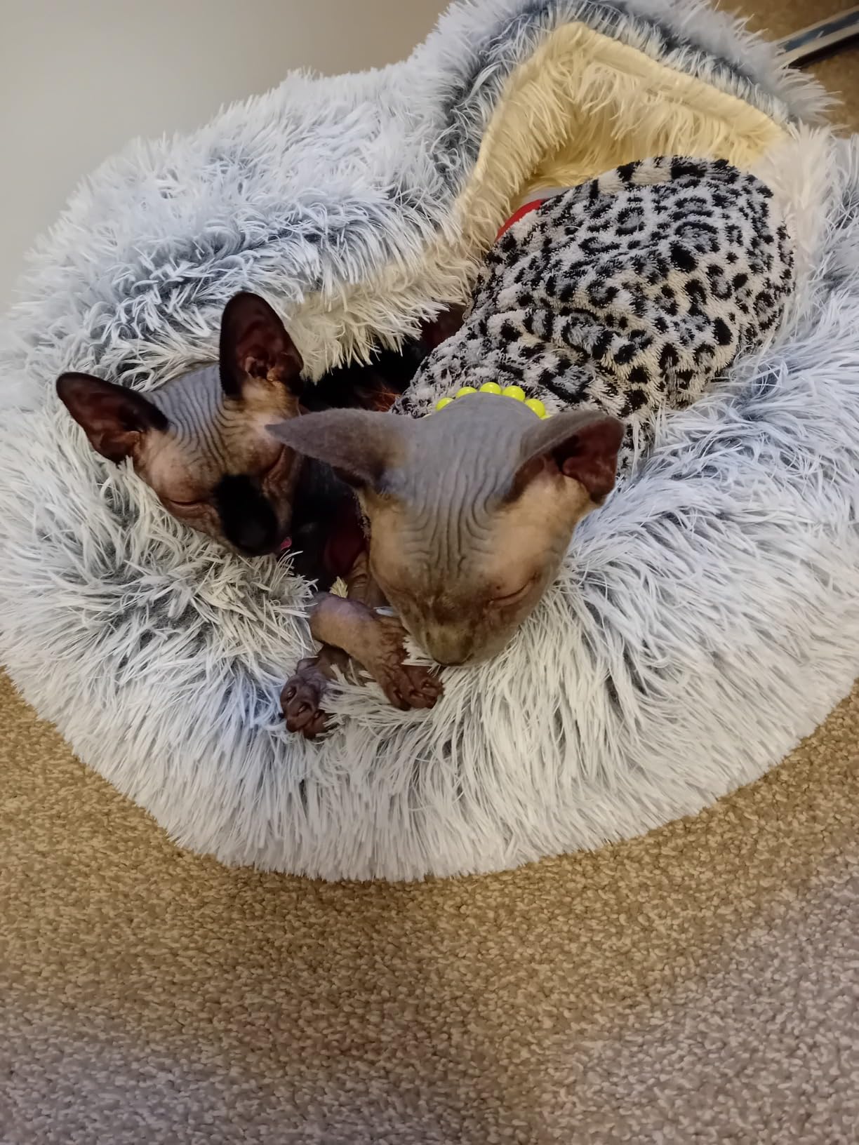 JOYIAL Kitten Bed Small Cats Cave Bed,Pet Cushion Sofa for Indoor Cats ...