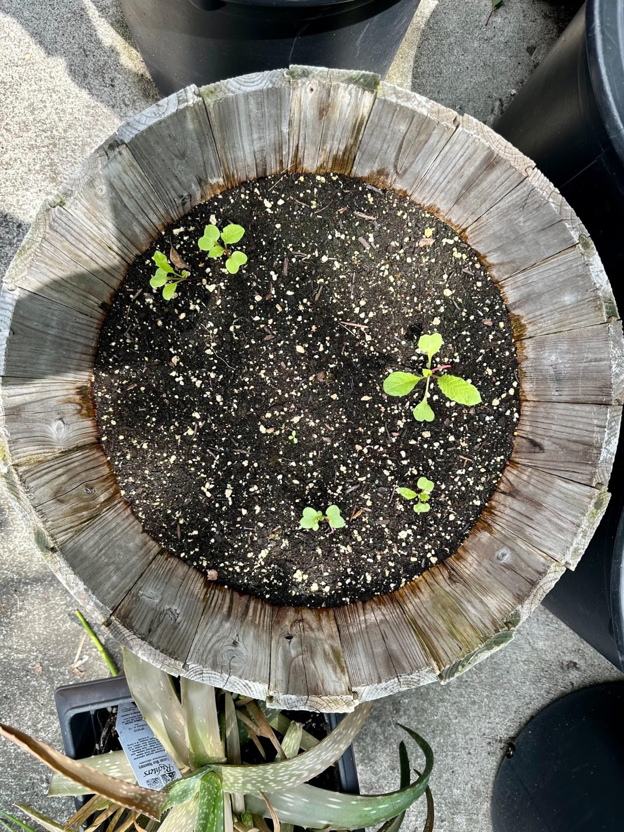 Red Radish Seeds, Radish Full Red, Mooli Seeds - 100 Seeds by ...