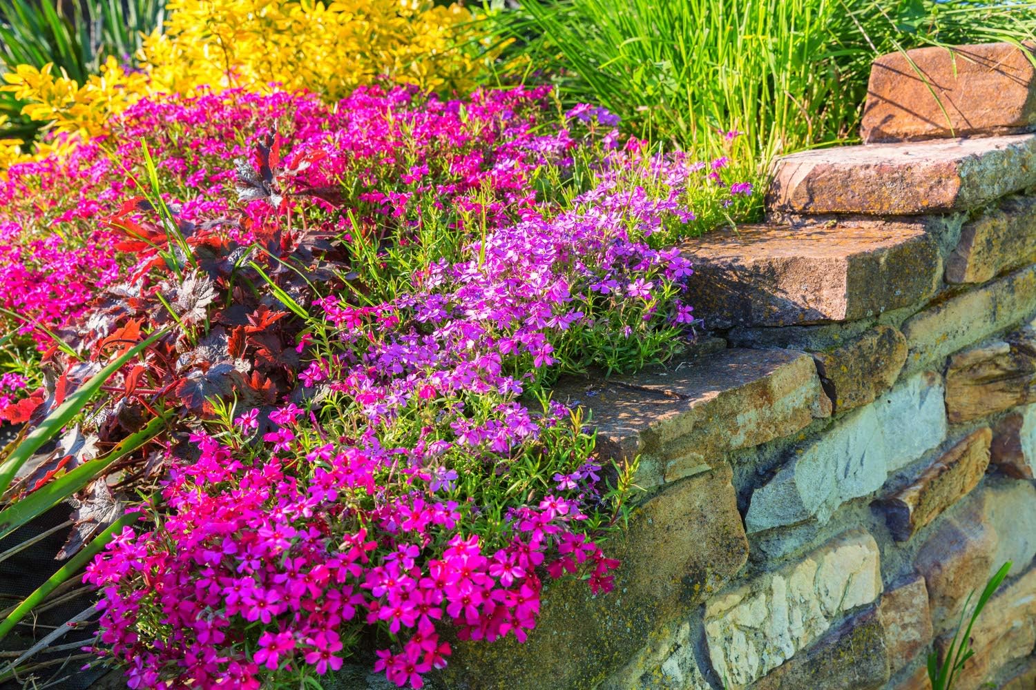 Rock cress Aubrieta hybrida Whitewell Gem deep Violet 550 Seeds ...