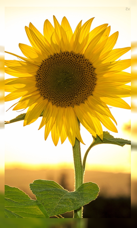 Sunflower Hd Wallpapers 188,780 Beautiful Sunflower Stock Photos