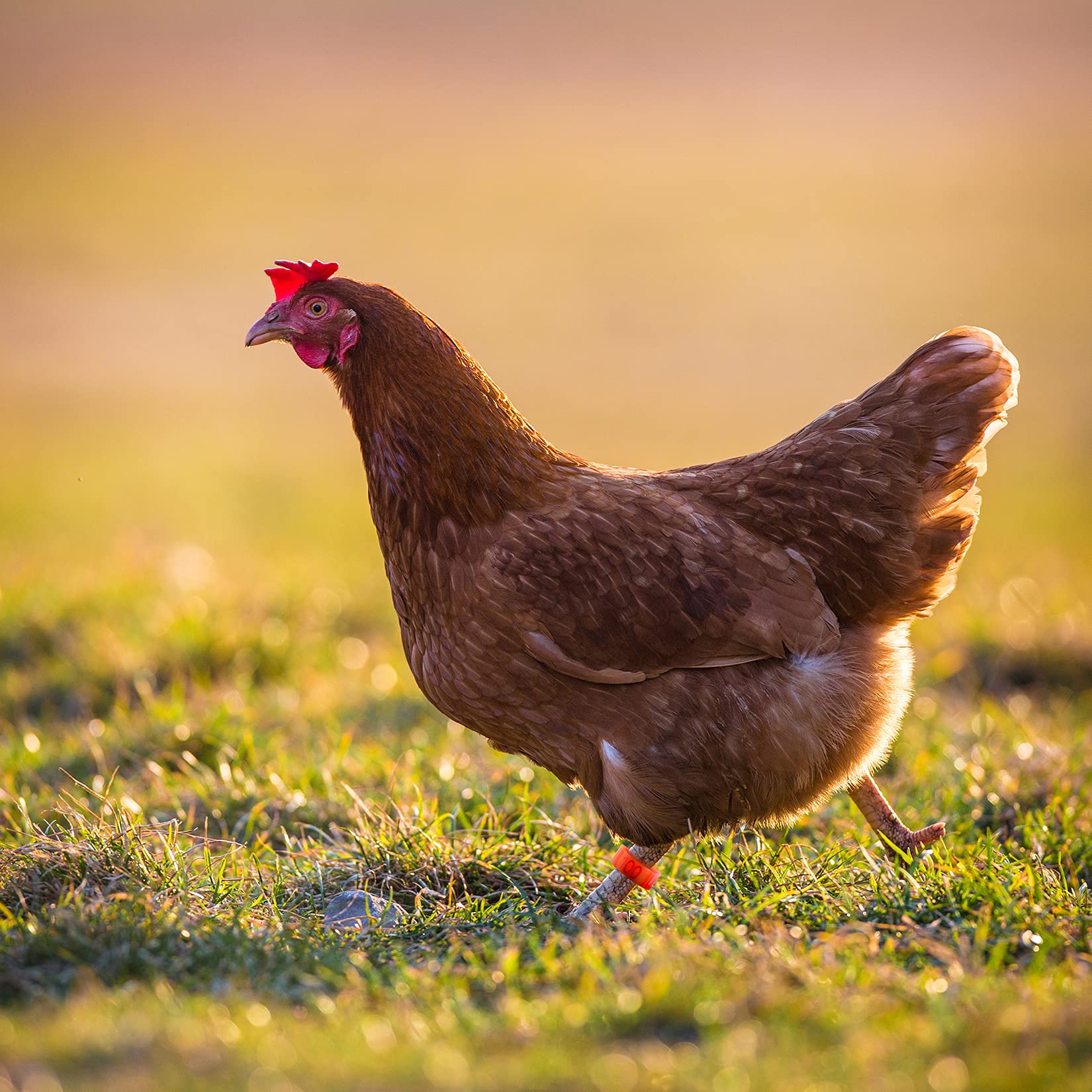 JUJIBL 100 Pcs Chicken Bird Leg Rings Numbered Chicken Birds ...