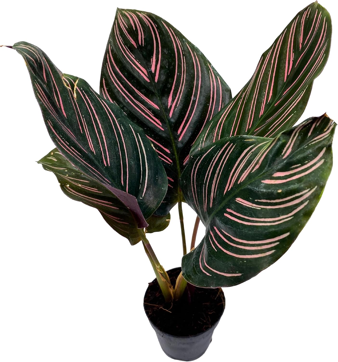 Amazon.com : BubbleBlooms Calathea Ornata, Pinstripe Plant, Zebra Plant ...